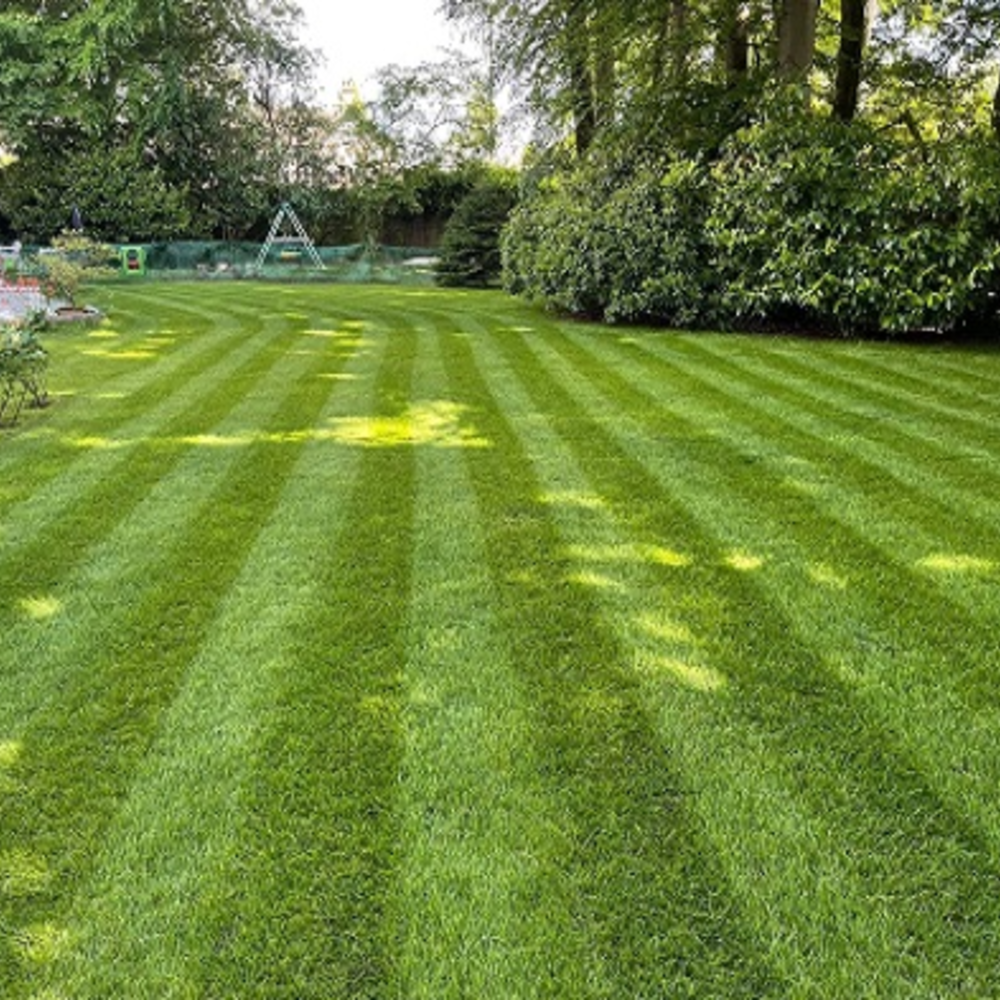 Grass Seed for Shade Shade Tolerant Seed Boston Seeds